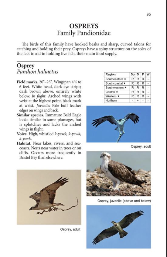 Ospreys in Alaska and Mexico | Bob Armstrong's Nature Alaska