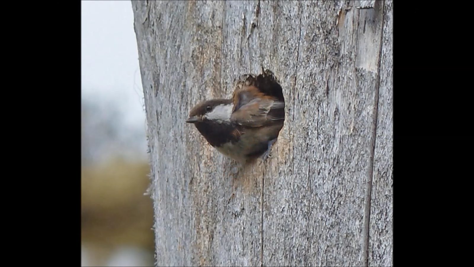 Chickadees in Alaska - Bob Armstrong's Nature Alaska