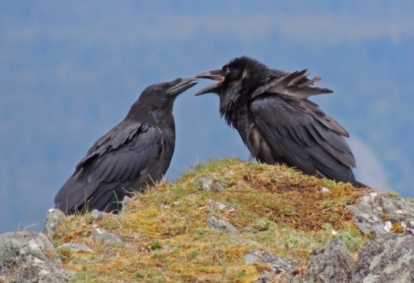 ravens-in-the-alpine | jays-magpies-and-crows | Birds | Gallery