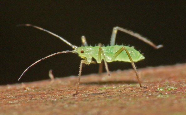 Aphid, walking, Juneau, October | Aphids, etc Order Homoptera | Insects ...