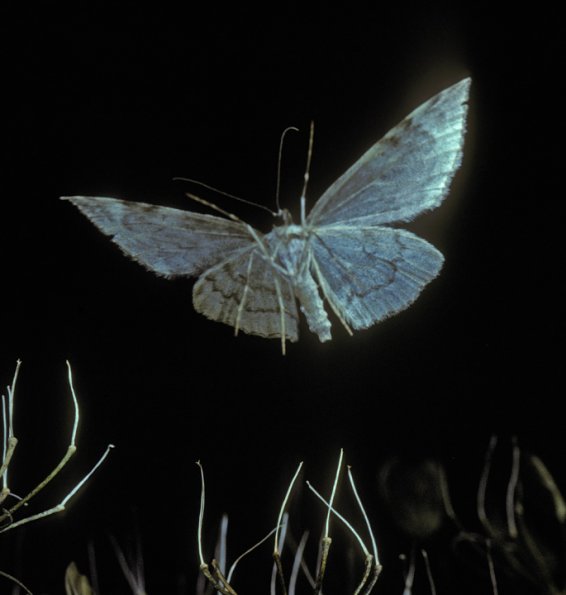 moth-in-flight-juneau | butterflies-and-moths | Insects | Gallery