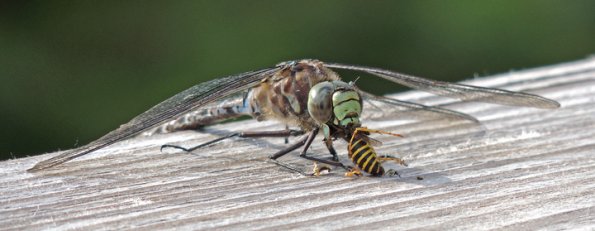 References - The Dragonfly in Japanese Culture