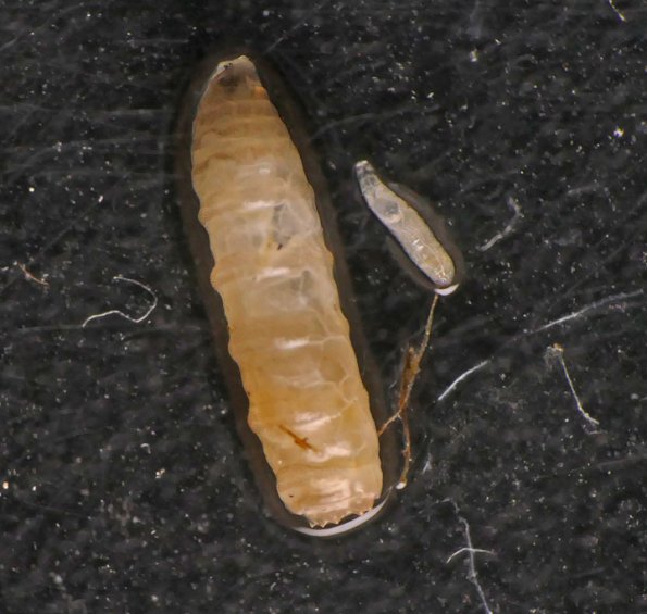 blow-fly-maggot-full-grown-next-to-one-just-hatched | flies-diptera ...