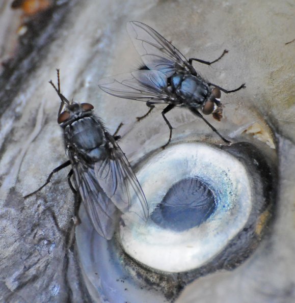 flies-on-salmon-carcass | flies-diptera- | Insects | Gallery