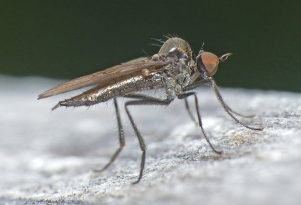 hybotid-dance-fly-at-steep-creek-august-19 | flies-diptera- | Insects ...