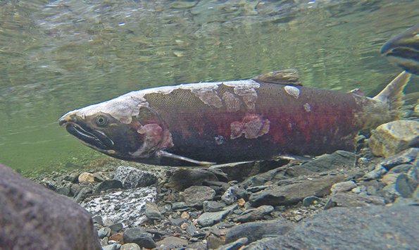 Where do spawning salmon go after they have finished? : r/askscience