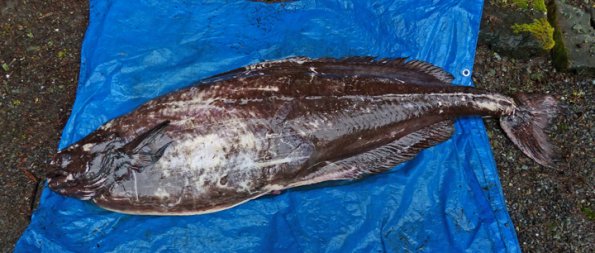 ragfish | fish | Gallery