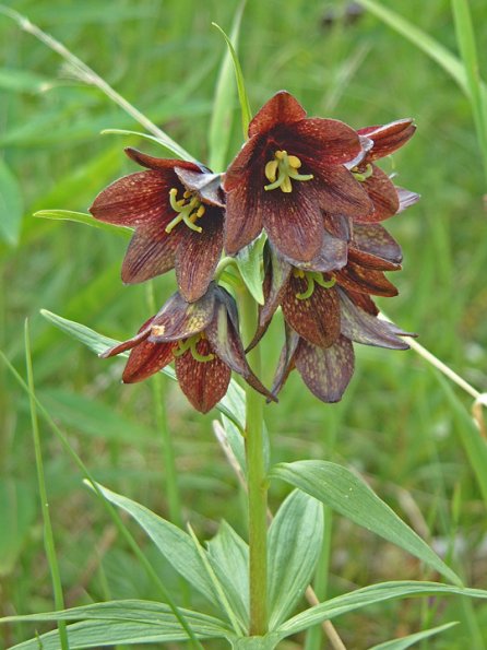 rice-root-lily | lily-family | flowers-and-plants | Gallery