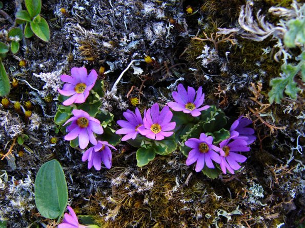 wedge-leafed-primrose-or-pixie-eyes | primrose-family-primulaceae ...