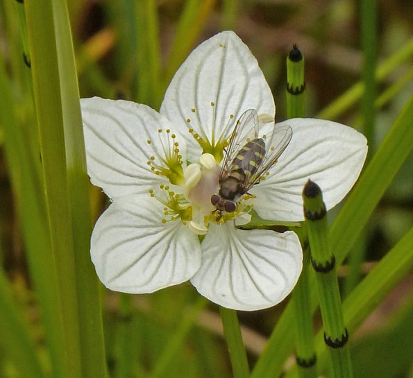 northern-grass-of-parnassus-with-insect | saxifrage-family ...