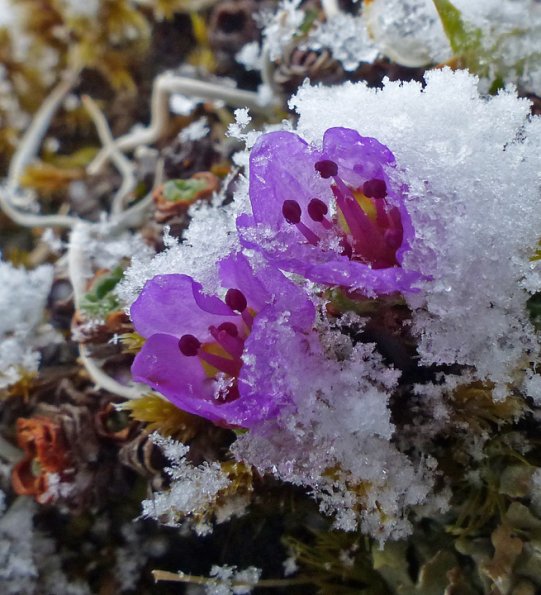 purple-mountain-saxifrage-on-may-19-at-1800-foot-elevation | saxifrage ...