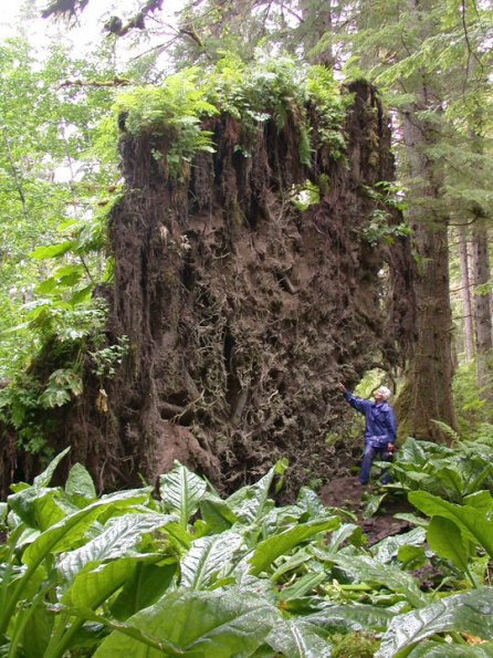 spruce-root-system | flowers-and-plants | Gallery