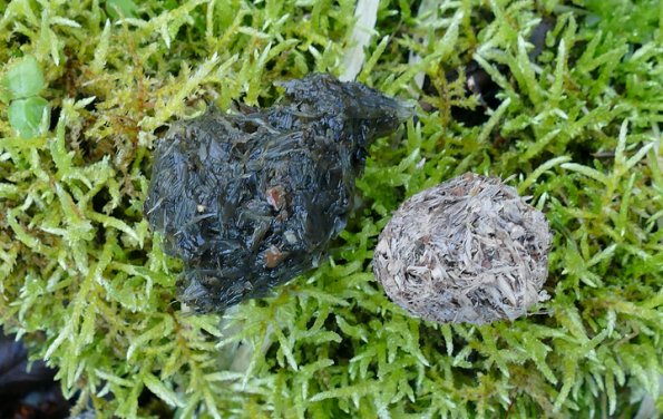 beaver-feces-1-and-2 | beavers | mammals | Gallery