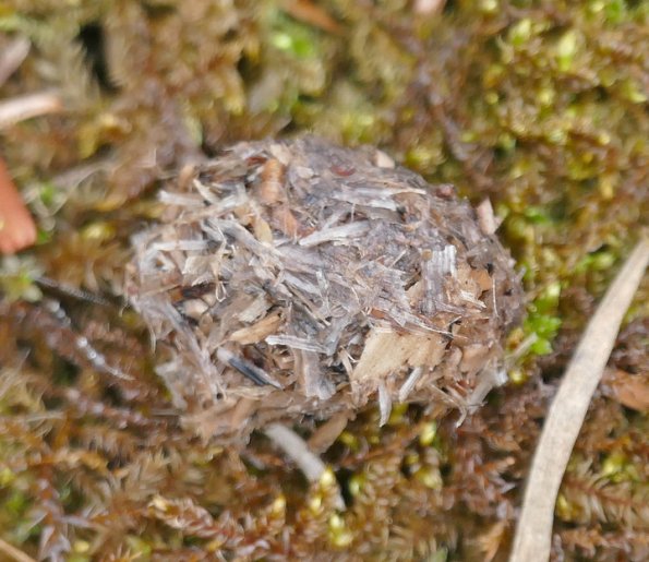 beaver-feces-2-lighter-and-firmer | beavers | mammals | Gallery