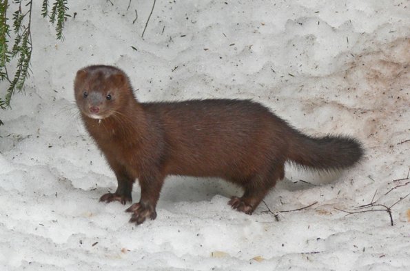 mink-on-snow | mink | mammals | Gallery