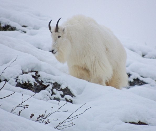 mountain goat in the snow 1 | Mountain Goat | Mammals | Bob Armstrong's ...