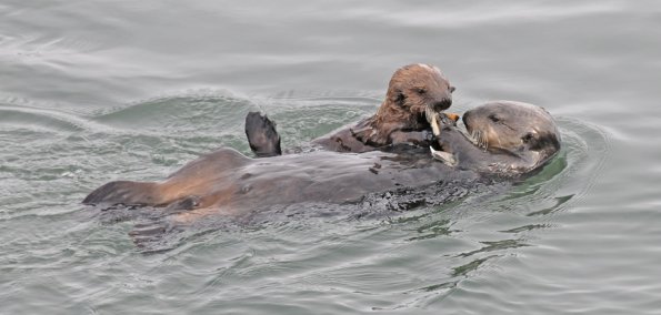 sea-otter-sharing-clam-with-youngster | sea-otters | mammals | Gallery