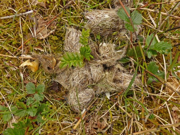 wolf-scat-gustavus | wolves-and-coyotes | mammals | Gallery